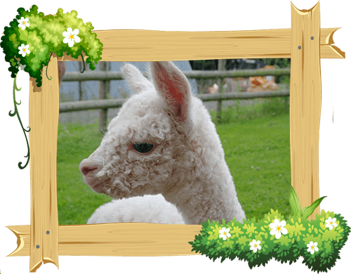 alpaca_frame - Little Owl Farm Park