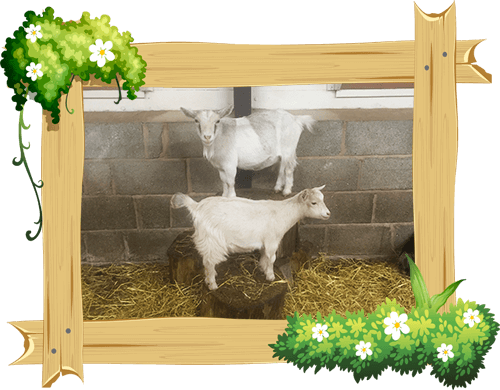 goats_frame - Little Owl Farm Park