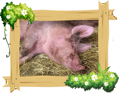 pig_frame - Little Owl Farm Park