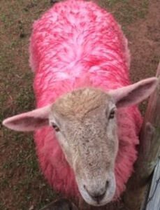 pinksheep - Little Owl Farm Park