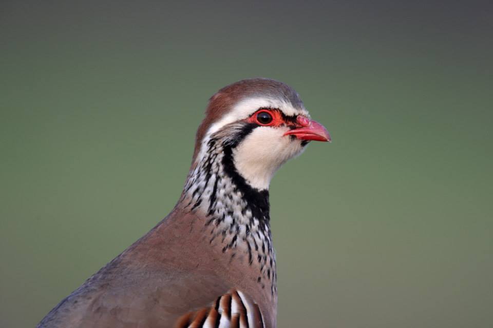 partridge - Little Owl Farm Park