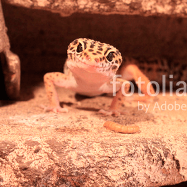 gecko_fotolia - Little Owl Farm Park