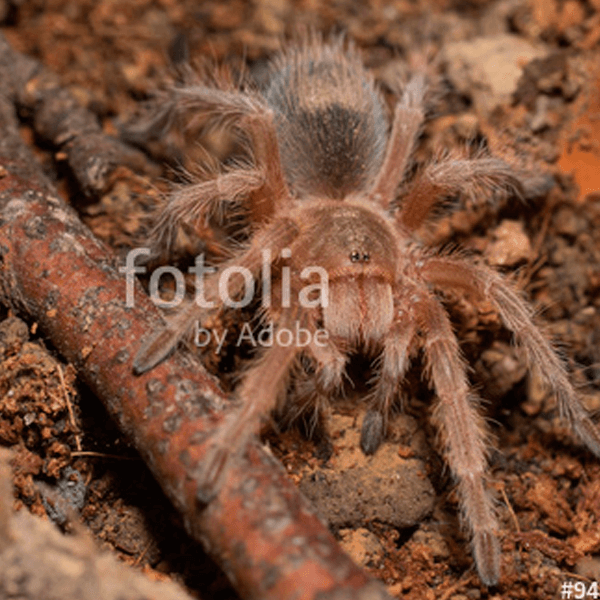 tarantula_fotolia - Little Owl Farm Park