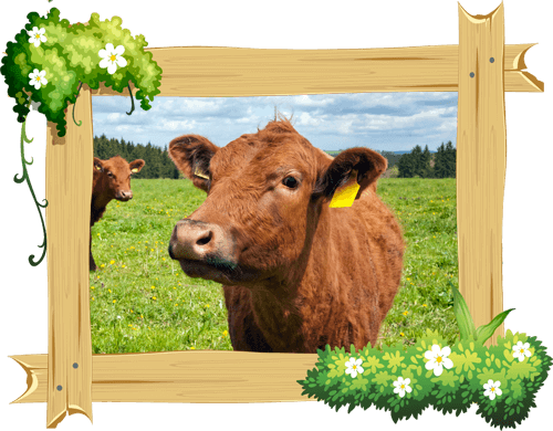 ouranimals_cows_frame - Little Owl Farm Park