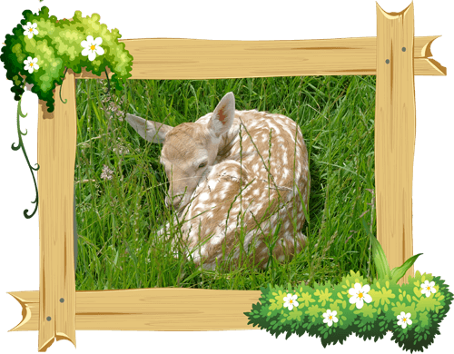 ouranimals_deer_frame - Little Owl Farm Park