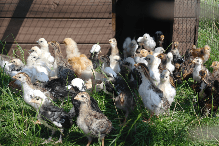 Our Animals 2018 - Little Owl Farm Park