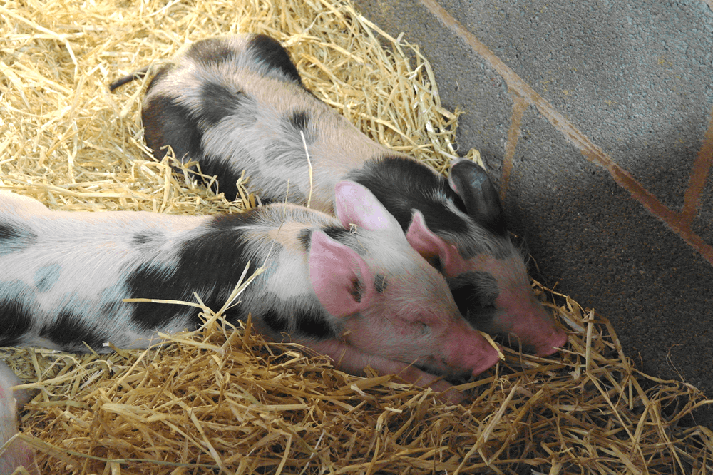 pigs - Little Owl Farm Park