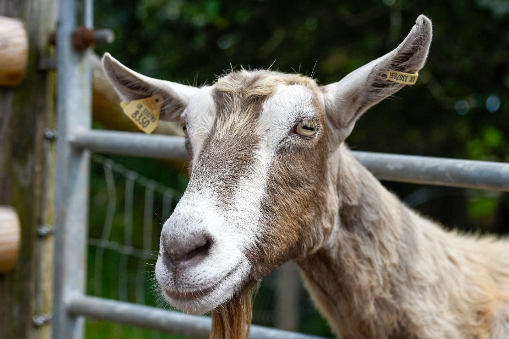 Little Owl Farm Park | Family Day Out, Animal Encounters & Activities