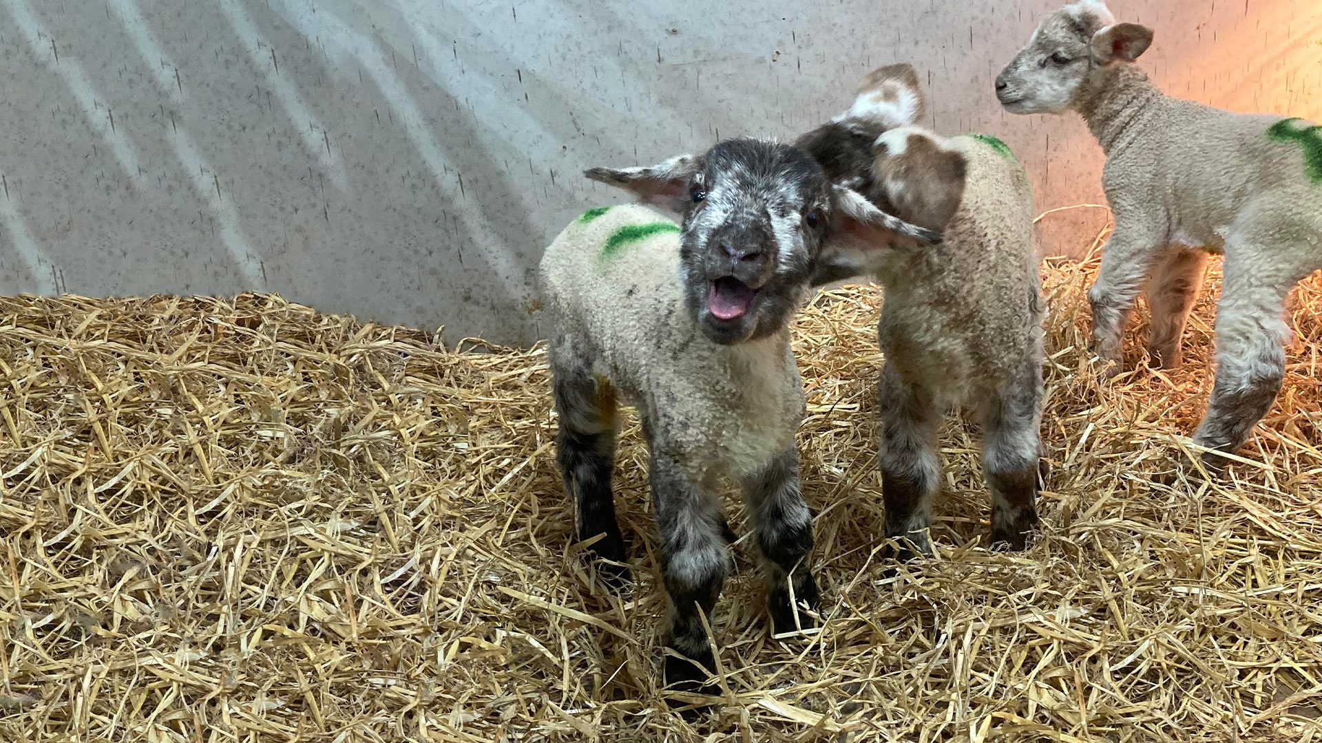 Little Owl Farm Park | Family Day Out, Animal Encounters & Activities