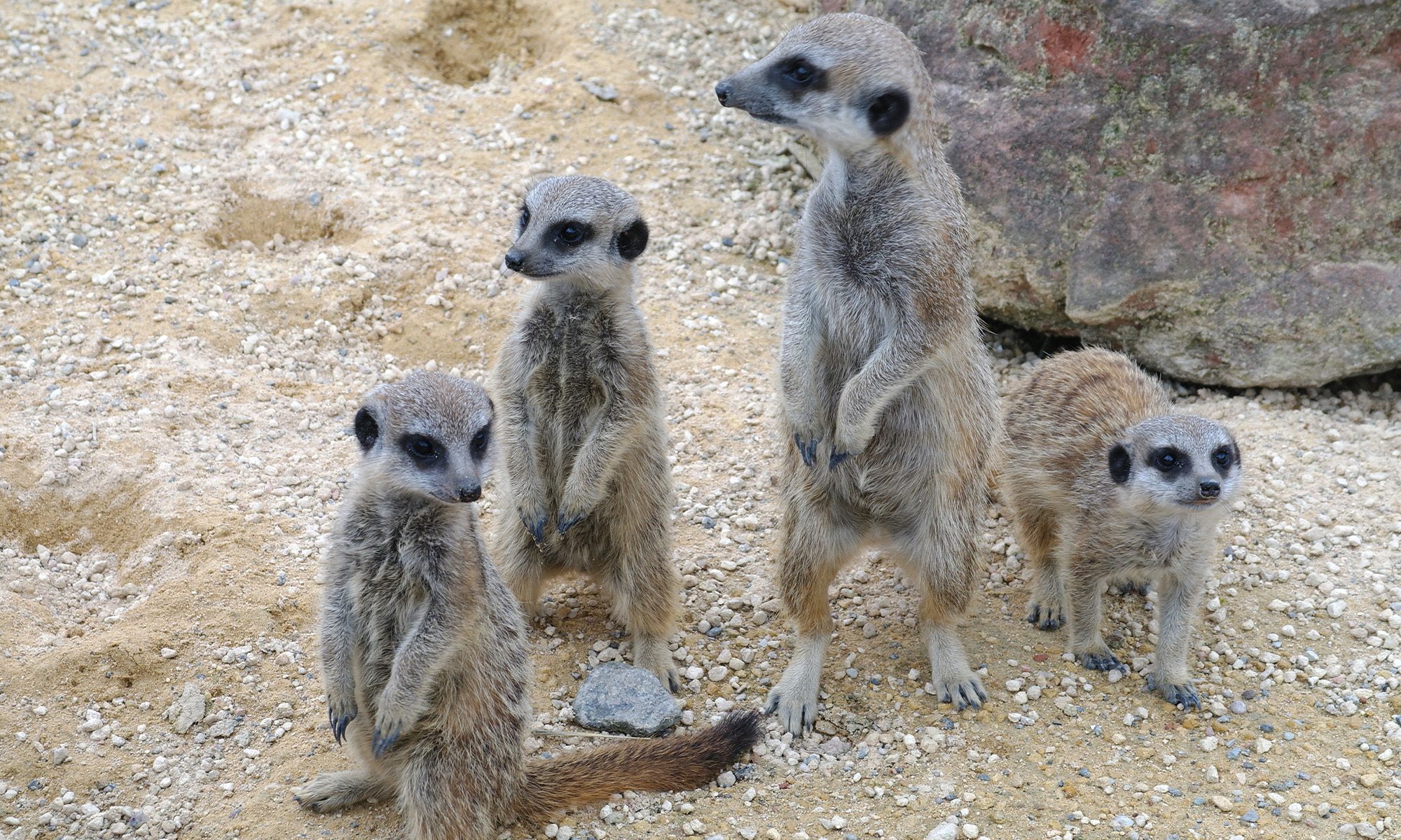 Little Owl Farm Park | Family Day Out, Animal Encounters & Activities