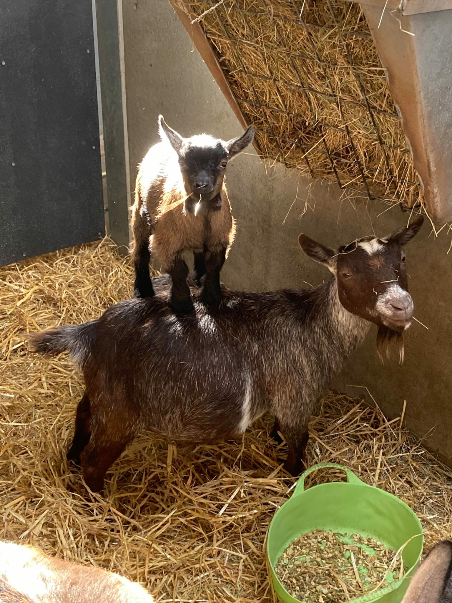 Little Owl Farm Park | Family Day Out, Animal Encounters & Activities