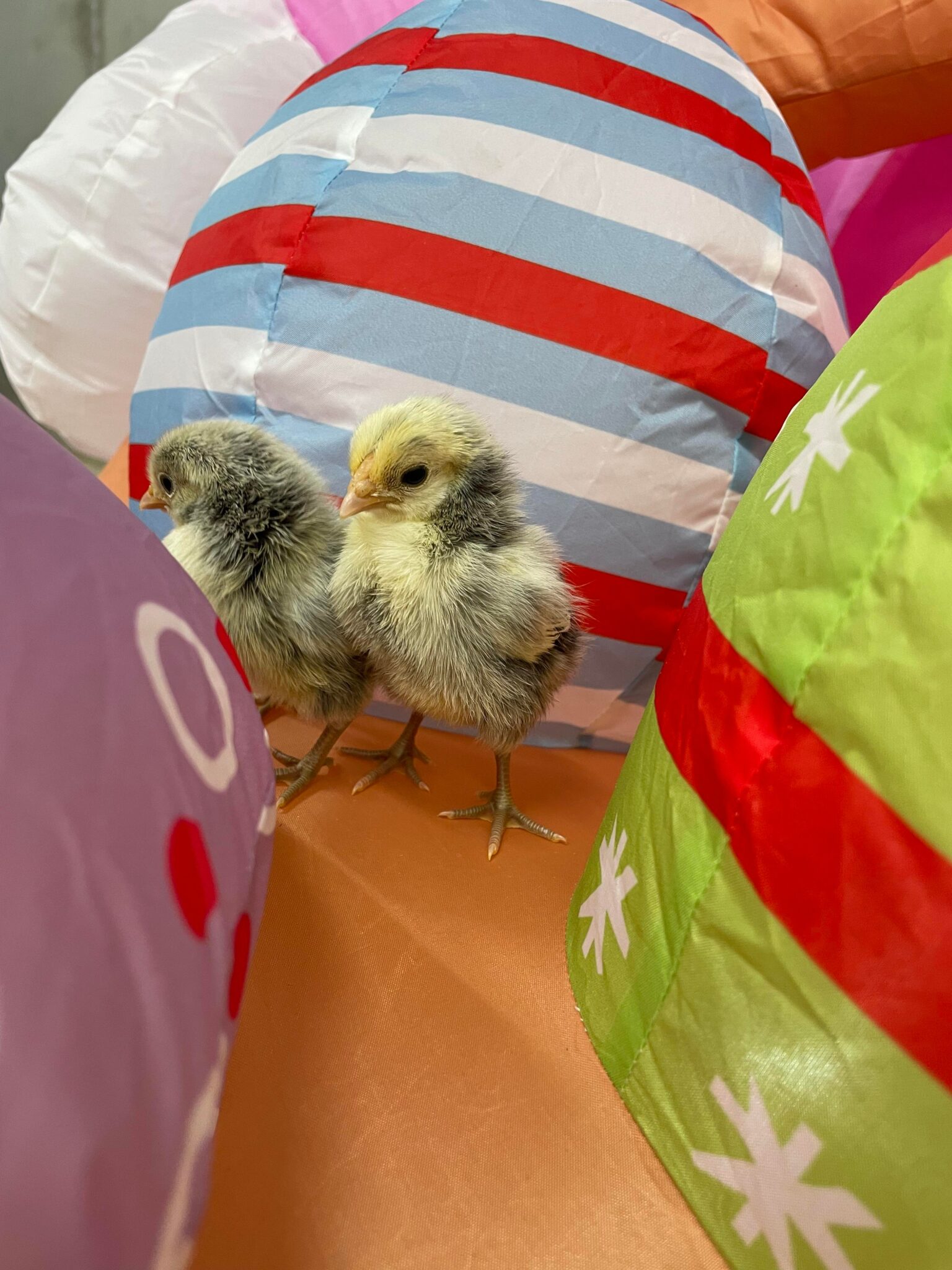 Little Owl Farm Park | Family Day Out, Animal Encounters & Activities