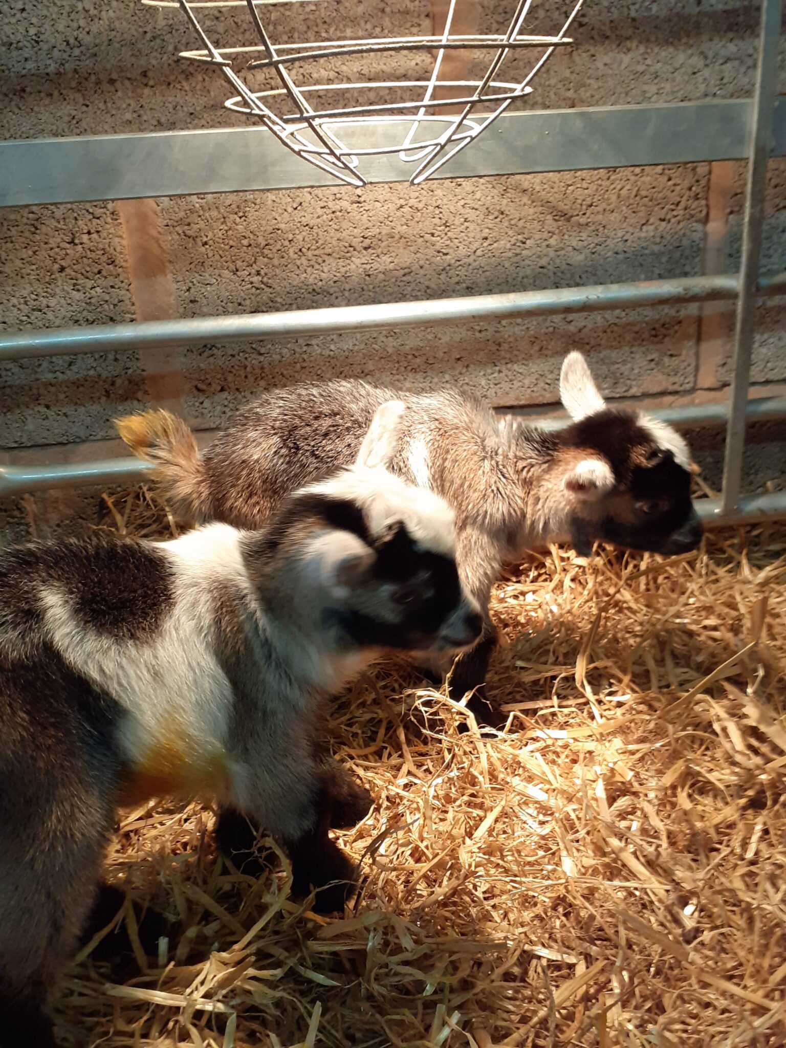 Little Owl Farm Park | Family Day Out, Animal Encounters & Activities