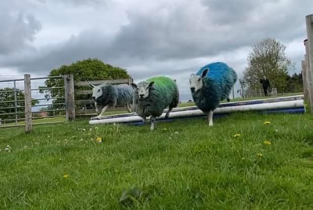 Little Owl Farm Park | Family Day Out, Animal Encounters & Activities