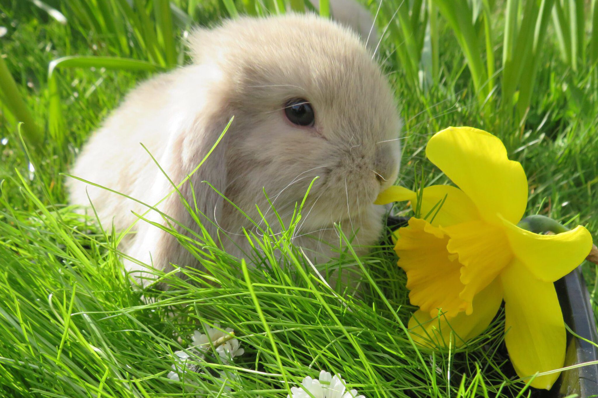 Little Owl Farm Park | Family Day Out, Animal Encounters & Activities