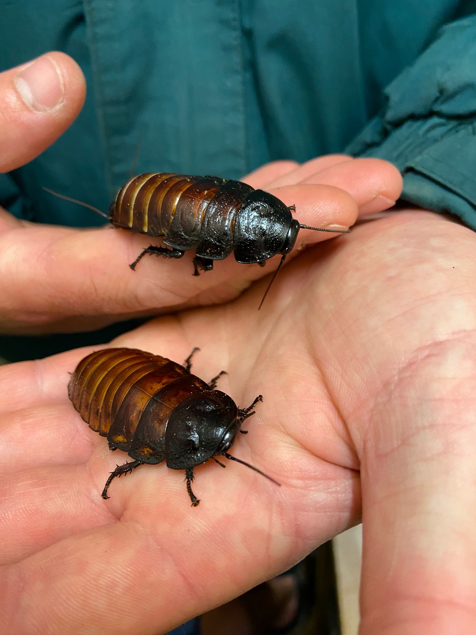 Little Owl Farm Park | Family Day Out, Animal Encounters & Activities
