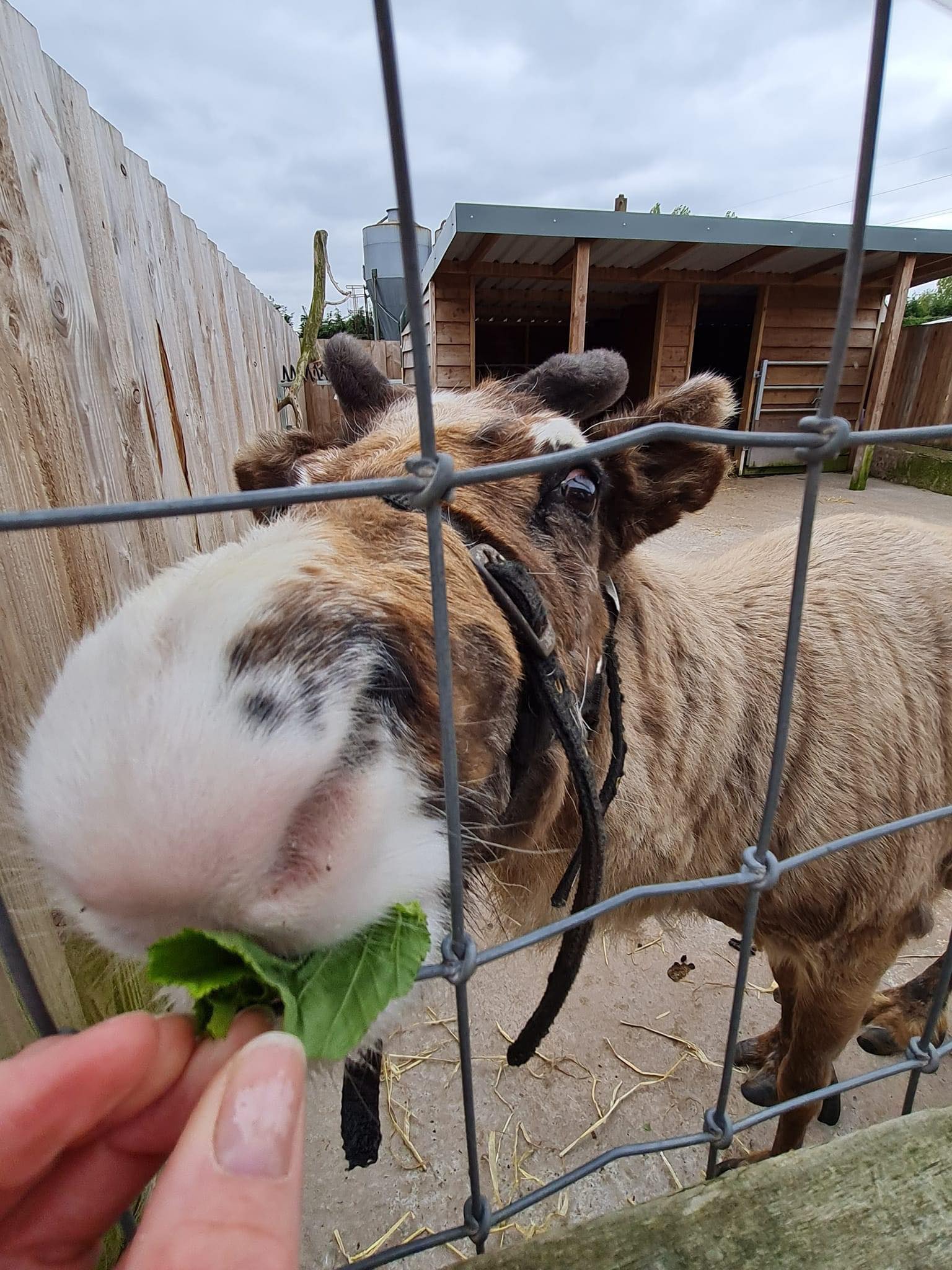 Little Owl Farm Park | Family Day Out, Animal Encounters & Activities